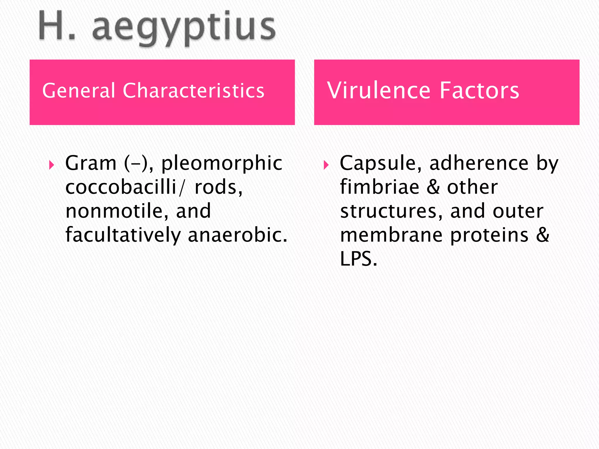 Haemophilus aegyptius | PPTX