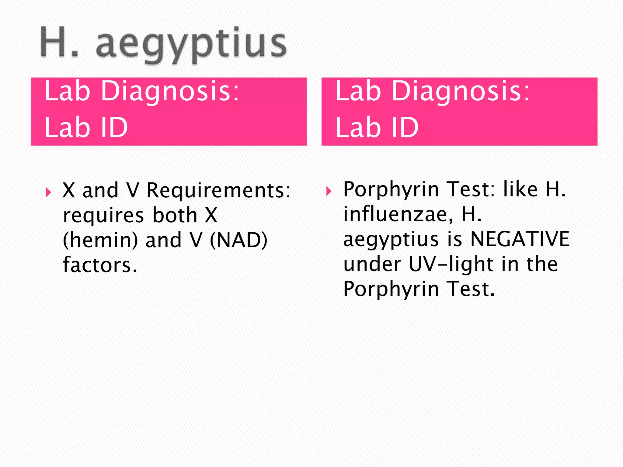 Haemophilus aegyptius | PPTX