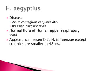 Haemophilus aegyptius | PPTX