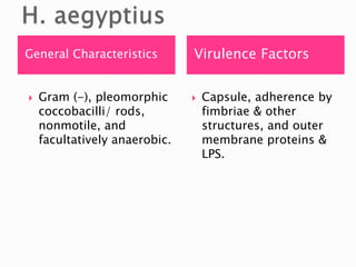 Haemophilus aegyptius | PPTX
