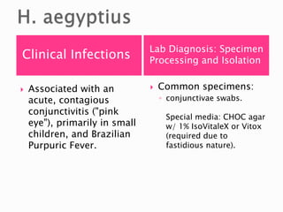 Haemophilus aegyptius | PPTX