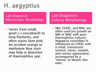 Haemophilus aegyptius | PPTX
