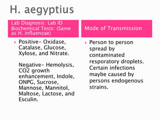 Haemophilus aegyptius | PPTX