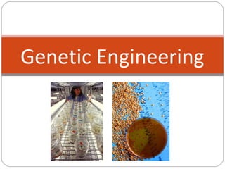 Genetic Engineering Power point | PPT