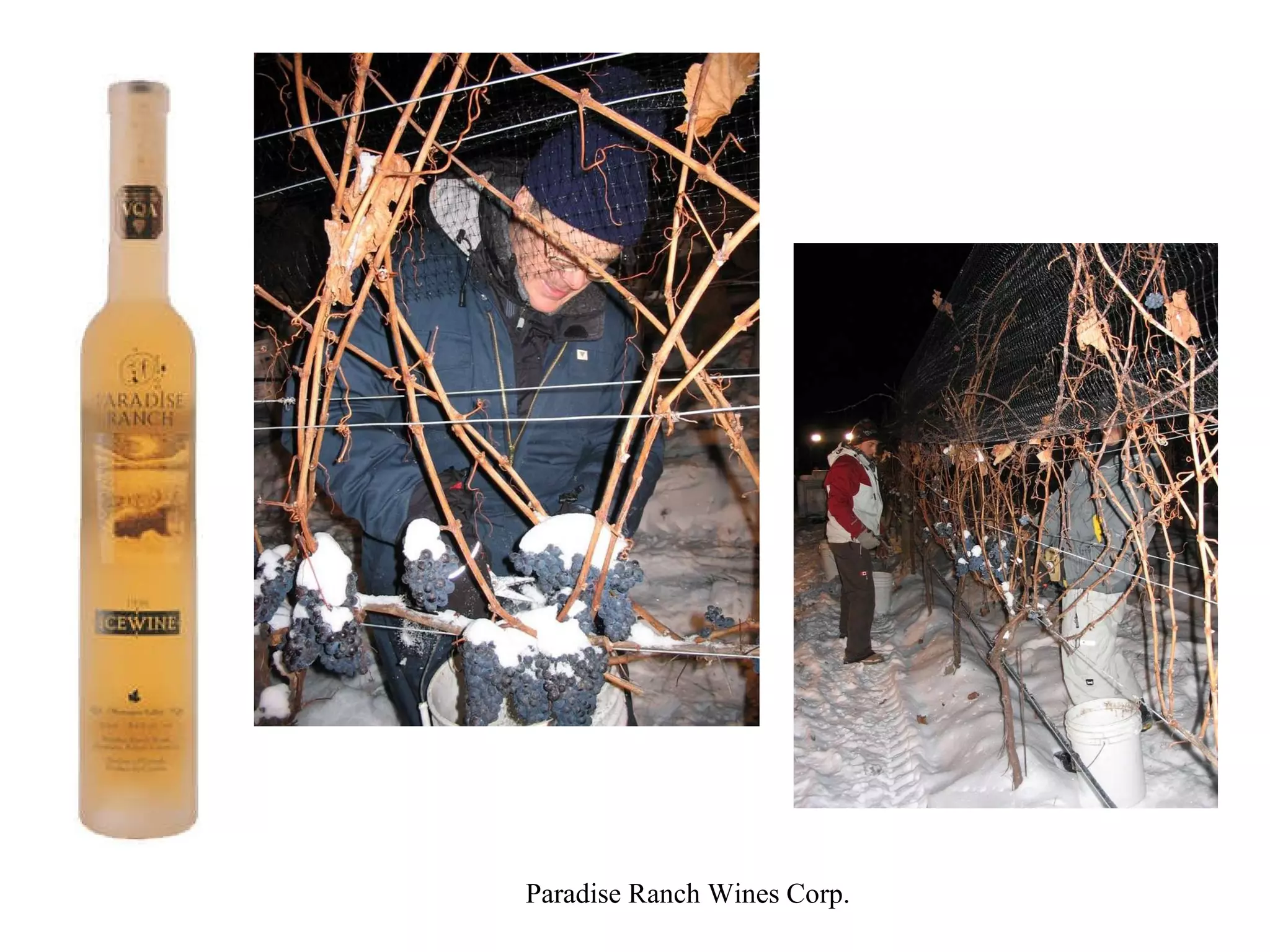 Paradise Ranch Wine Corp & Whistler Icewine | PPT