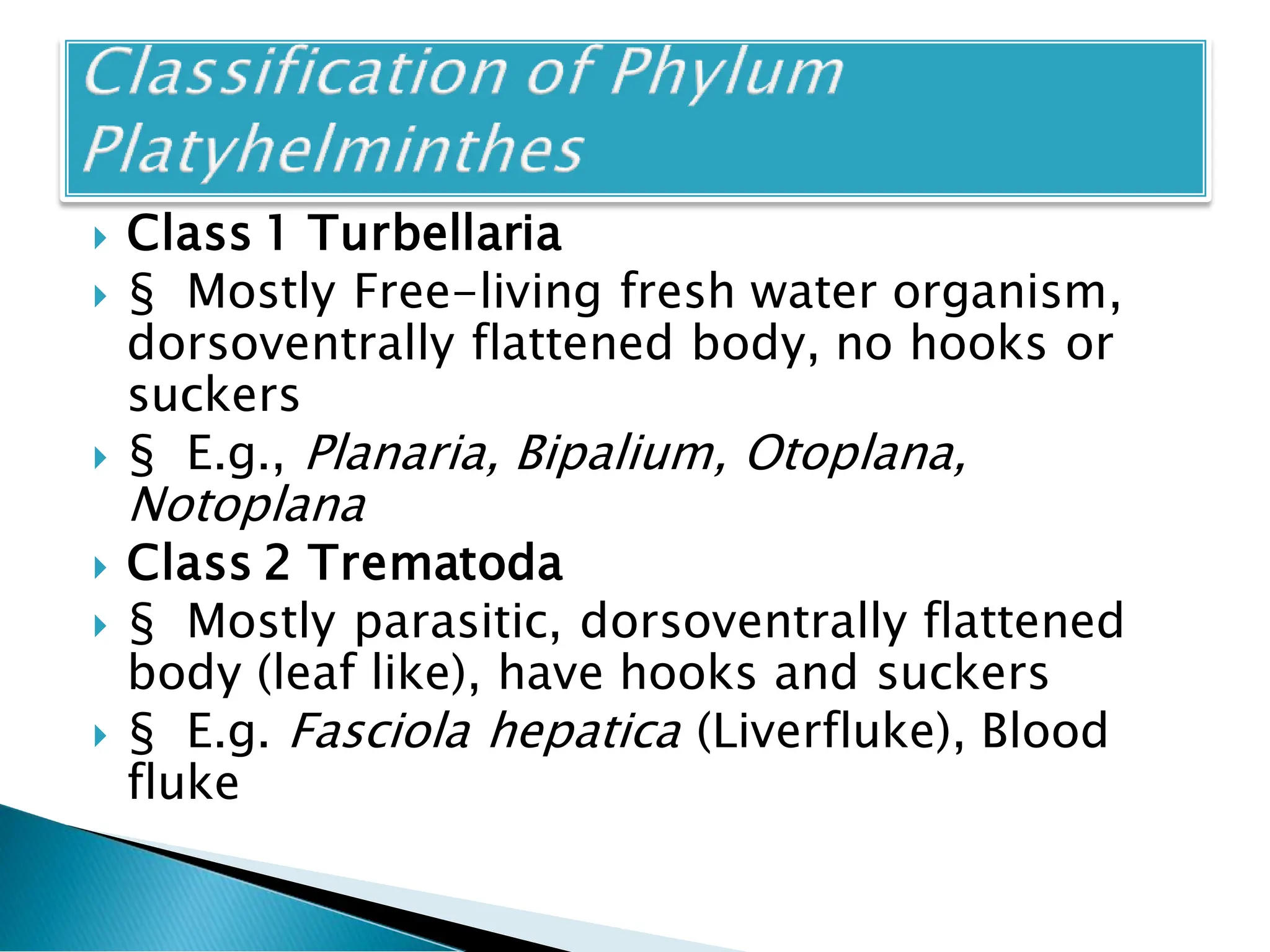 Phylum platyhelminthes characteristics and classification | PDF ...