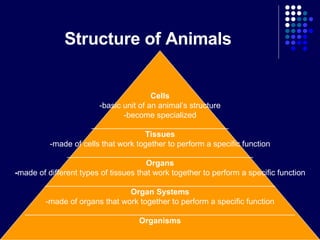 PowerPoint 4.3: The Organization of Living Things | PPT