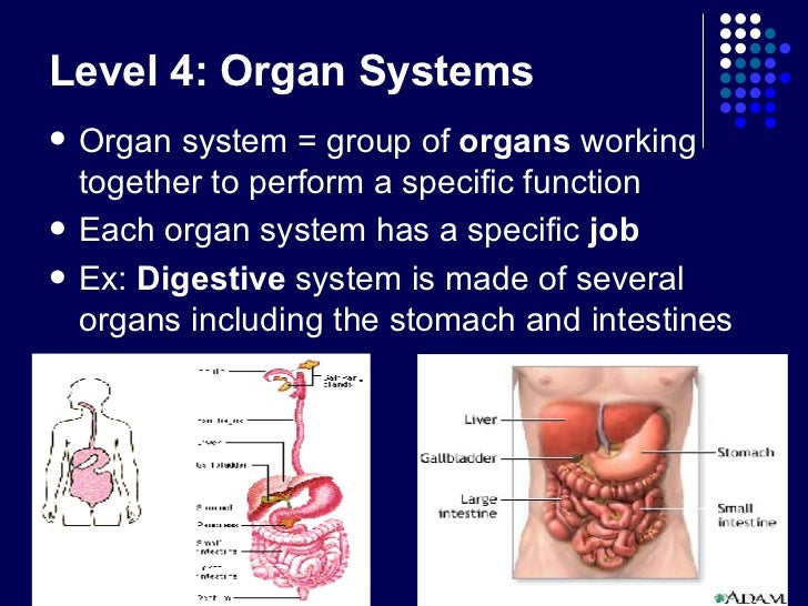 Ppt Cells Tissues Organs And Systems Powerpoint