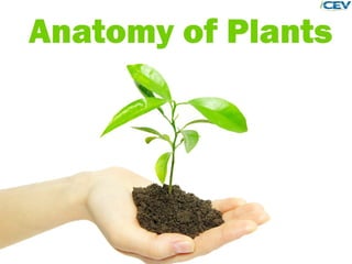 PowerPoint-AnatomyofPlantsDownloadableVersion.pptx