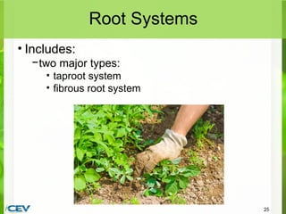 PowerPoint-AnatomyofPlantsDownloadableVersion.pptx