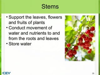 PowerPoint-AnatomyofPlantsDownloadableVersion.pptx