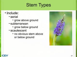 PowerPoint-AnatomyofPlantsDownloadableVersion.pptx