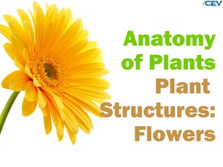 PowerPoint-AnatomyofPlantsDownloadableVersion.pptx
