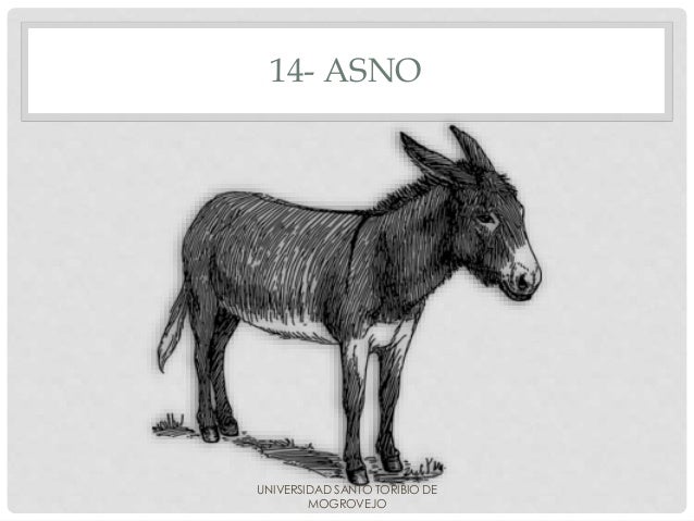 Animales con la letra A