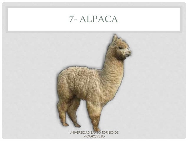 Animales con la letra A