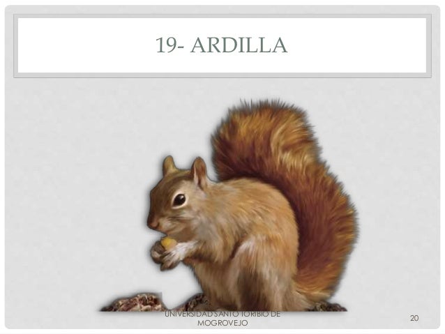 Animales con la letra A