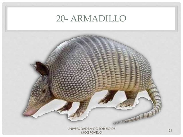 Animales con la letra A