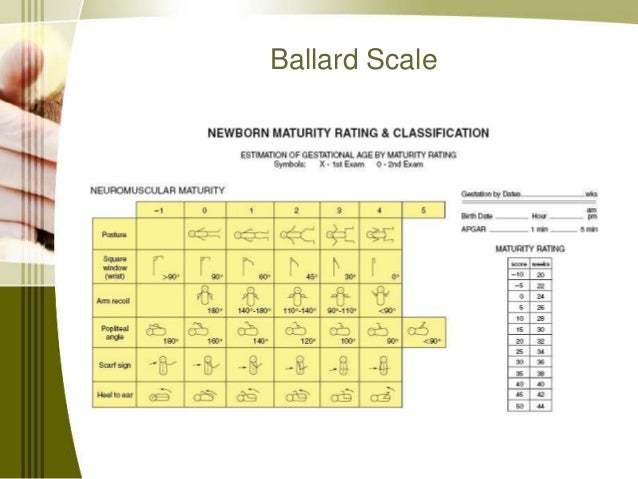 Power point -_assessment_of_the_neonate (1)