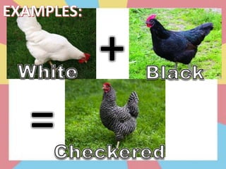 Codominance Chickens