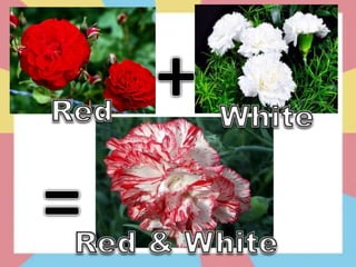 Codominance In Flowers