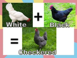 Codominance In Chickens