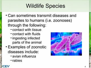 PowerPoint-CommonDiseasesParasitesofWildlifeDownloadableVersion.pptx