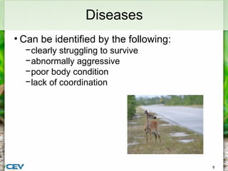 PowerPoint-CommonDiseasesParasitesofWildlifeDownloadableVersion.pptx