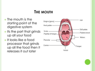 Power point digestive system | PPTX