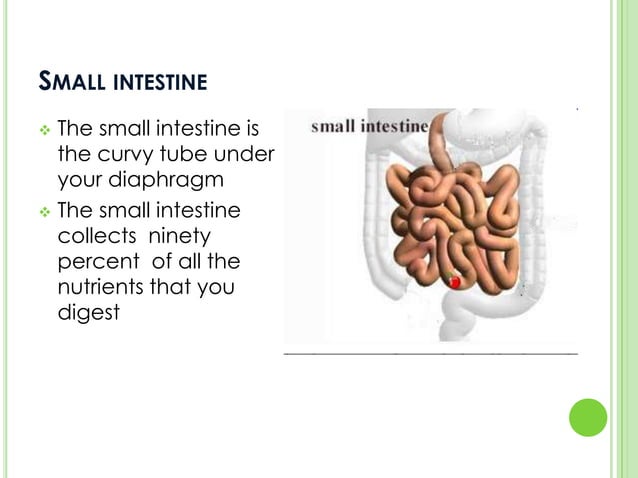 Power point digestive system | PPT