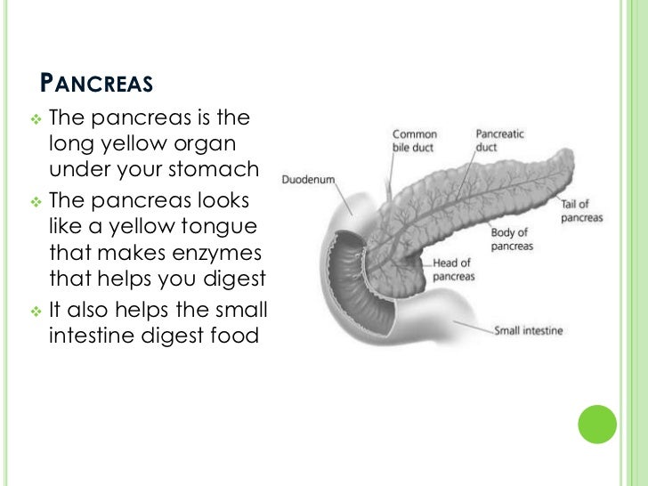 Power point digestive system