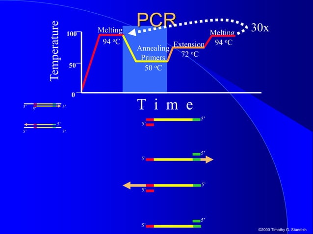 DNA-FINGERPRINTING-PCR MOLECULAR Biology | PPT