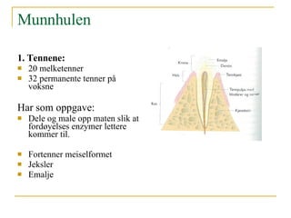 Powerpoint Fordoeyelsen | PPT