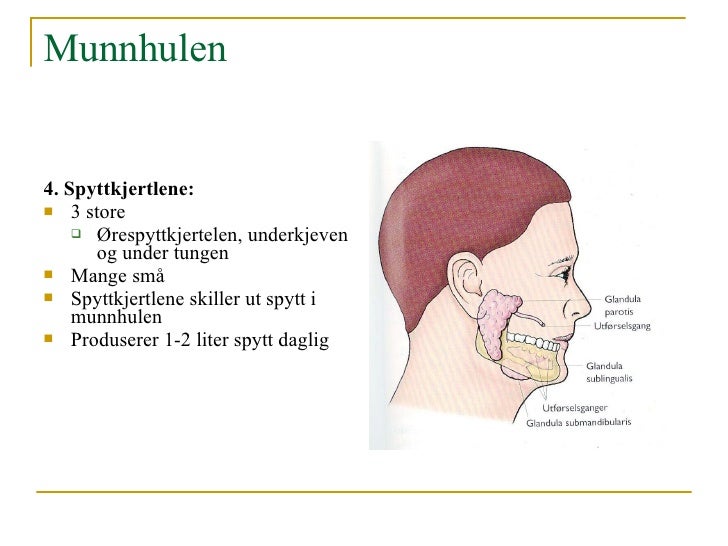 Powerpoint Fordoeyelsen