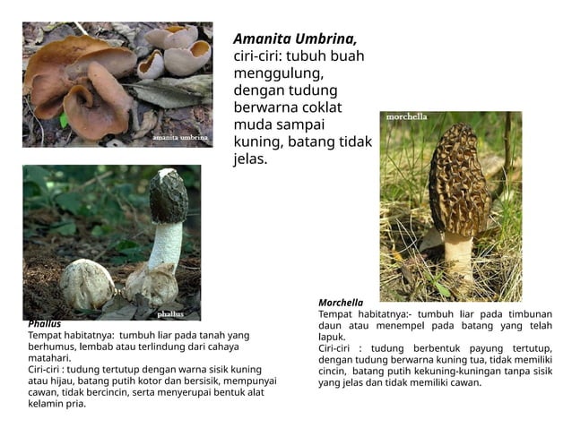 POWERPOINT-KINGDOM FUNGI KELAS X SMA.pptx