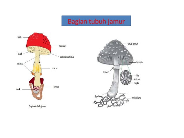 POWERPOINT-KINGDOM FUNGI KELAS X SMA.pptx