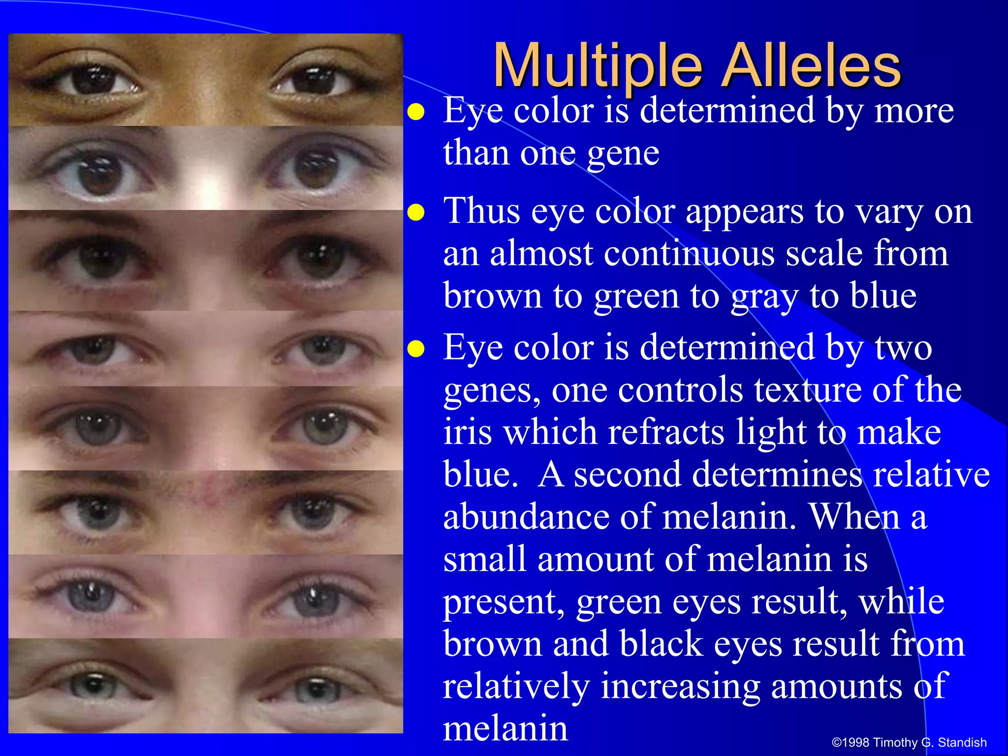 powerpoint-human-genetics.ppt