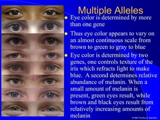 powerpoint-human-genetics.ppt