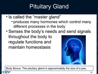 PowerPoint-HumanAnatomyEndocrineSystemDownloadableVersion icev.pptx