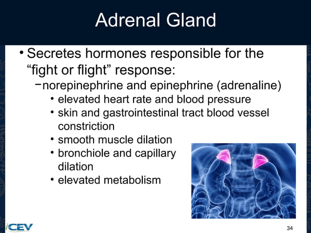 PowerPoint-HumanAnatomyEndocrineSystemDownloadableVersion icev.pptx