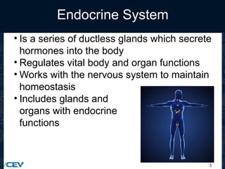 PowerPoint-HumanAnatomyEndocrineSystemDownloadableVersion icev.pptx