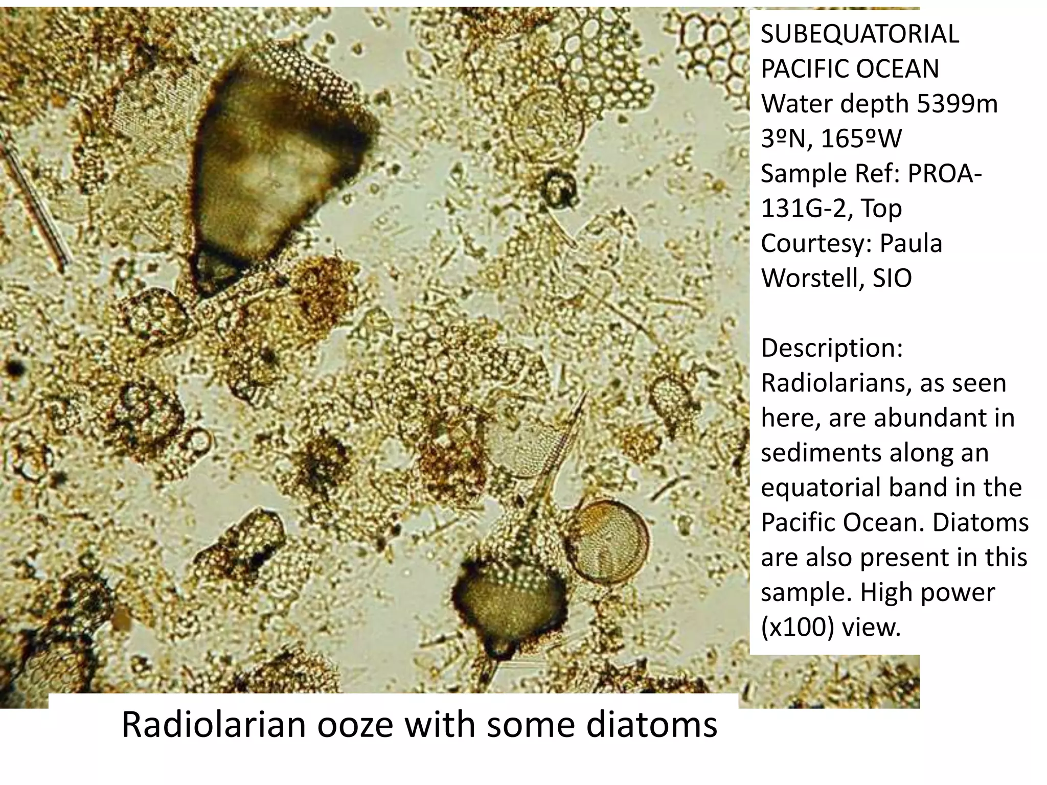 Powerpoint Illustrating Deep Sea Sediment Types | PPTX | Geography ...