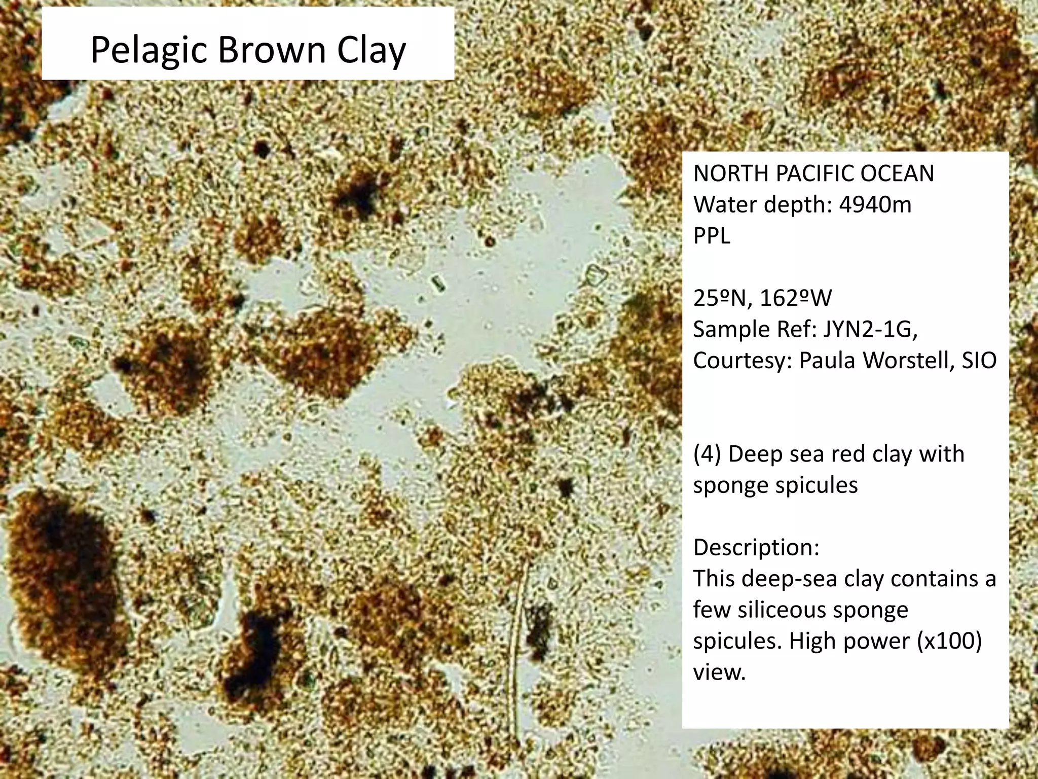 Powerpoint Illustrating Deep Sea Sediment Types | PPTX | Geography ...