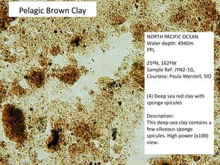 Powerpoint Illustrating Deep Sea Sediment Types | PPTX | Geography ...