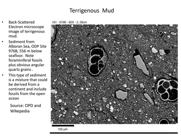 Powerpoint Illustrating Deep Sea Sediment Types | PPTX | Geography ...