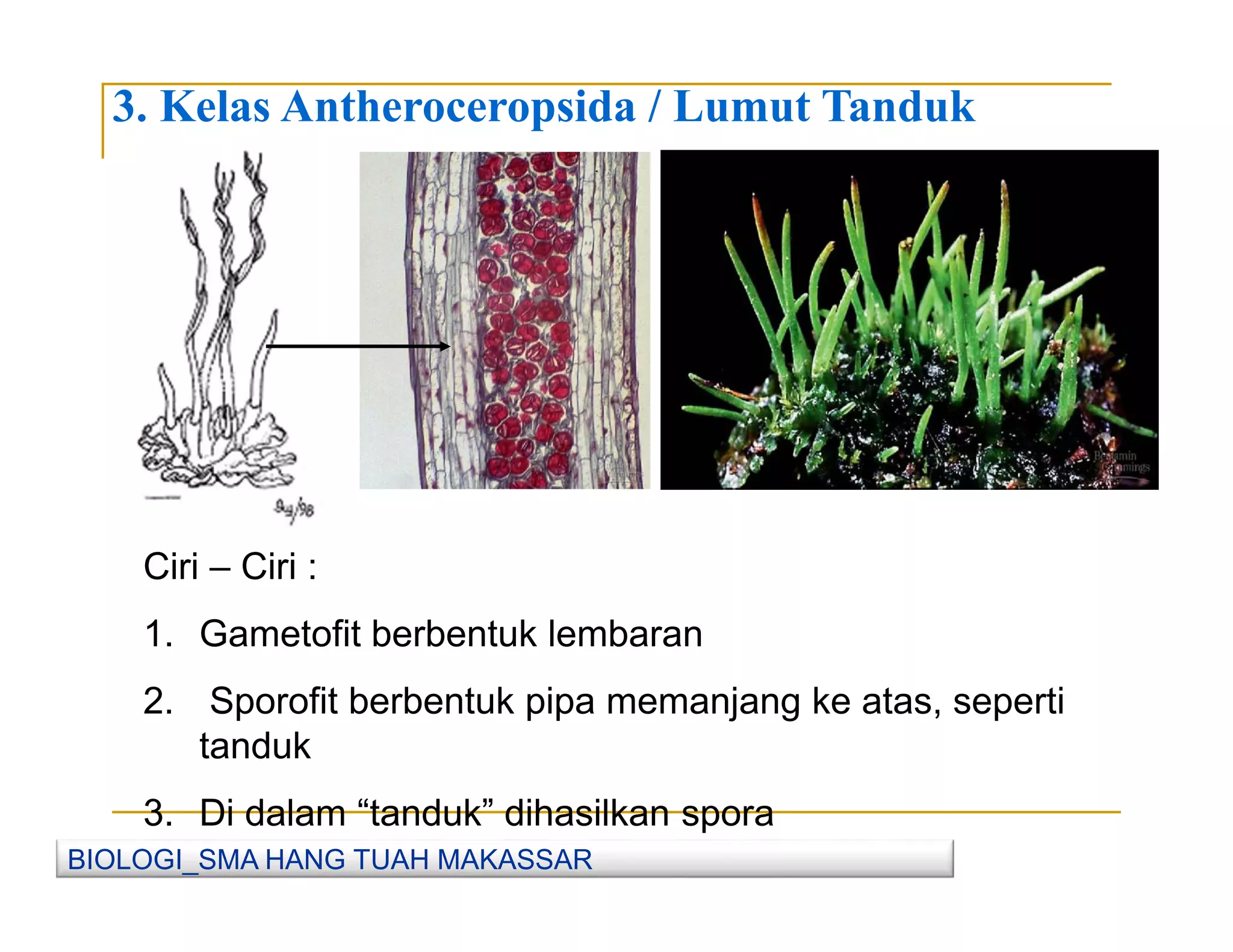 PowerPoint - Lumut.pdf