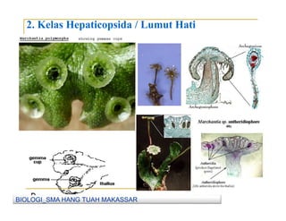 PowerPoint - Lumut.pdf
