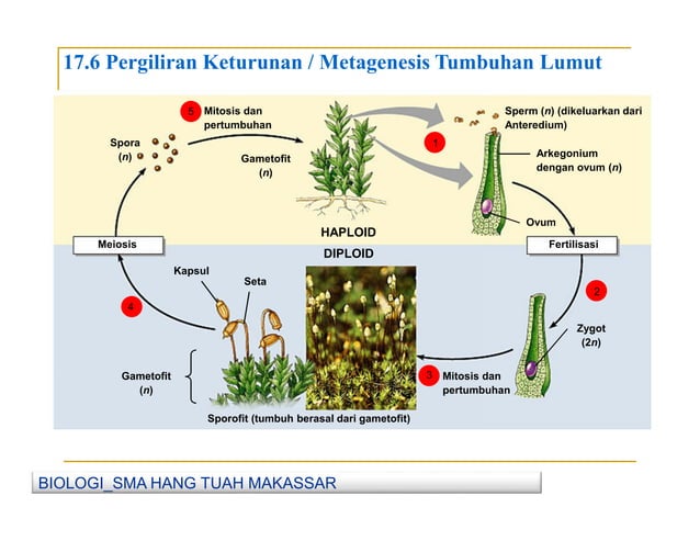 PowerPoint - Lumut.pdf