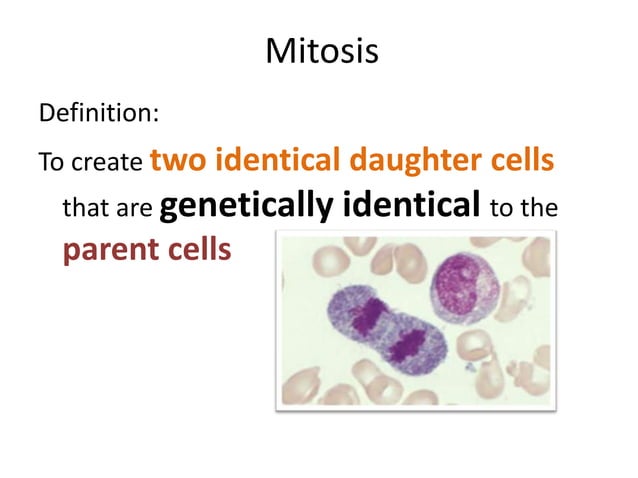 Powerpoint mitosis 1 | PPT