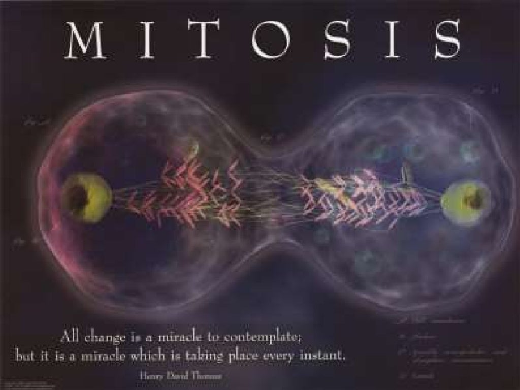 Powerpoint Mitosis 1