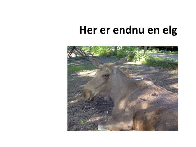 Powerpoint Om Elgen | PPT